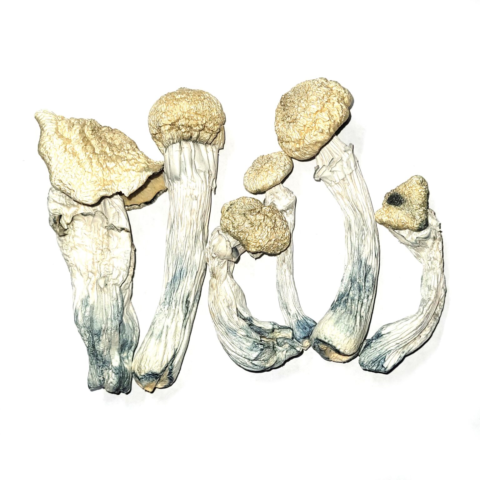 Psilocybin Mushrooms Dispensary Denver Colorado - Colorado Psilocybin ...