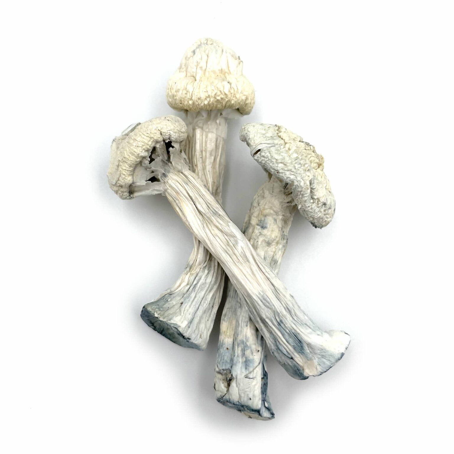 Psilocybin Mushrooms Dispensary Denver Colorado - Colorado Psilocybin ...