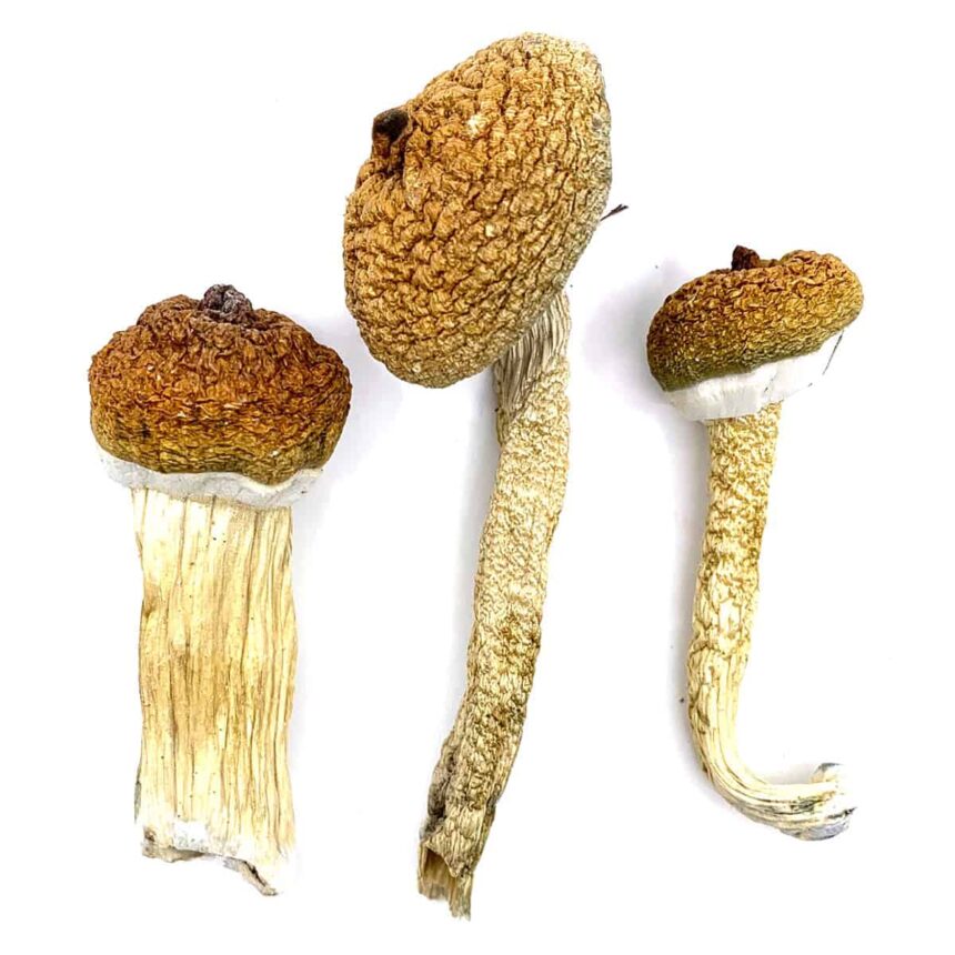 Psilocybin Mushrooms Dispensary Denver Colorado - Colorado Psilocybin ...